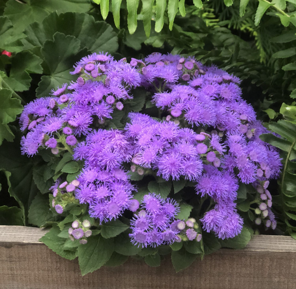 Annuals - St. Louis Arts Chamber of Commerce